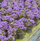 Kleinblättriger Rhododendron Azurika - Rhododendron Impeditum Azurika ...