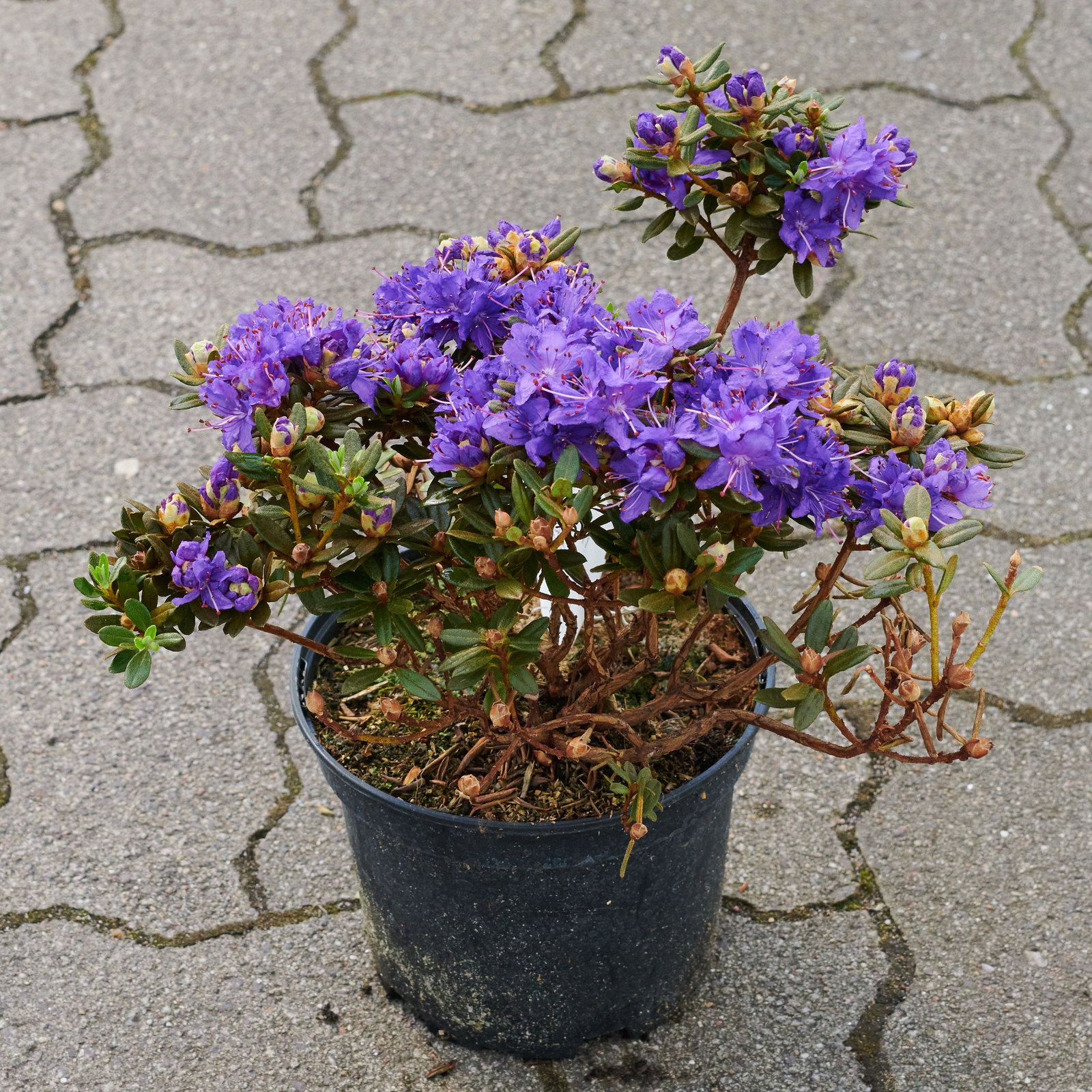 Kleinblättriger Rhododendron Azurika - Rhododendron Impeditum Azurika ...