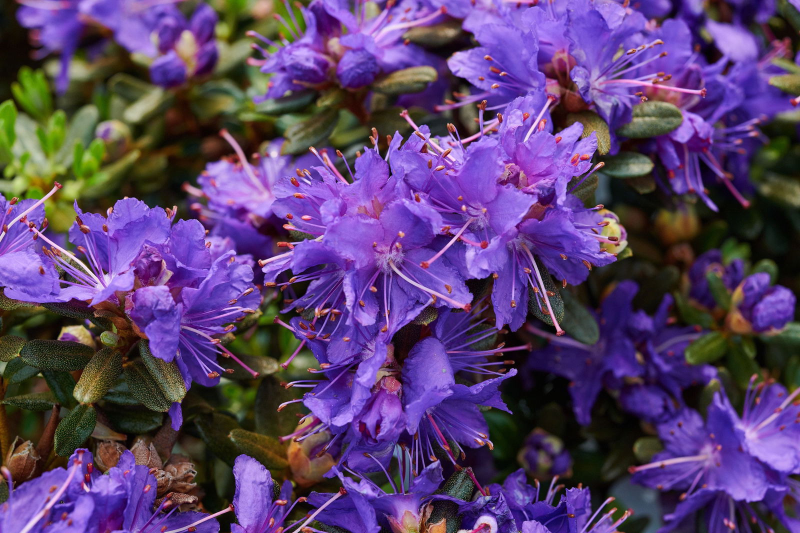 Kleinblättriger Rhododendron Blue Tit - Rhododendron impeditum Blue Tit ...