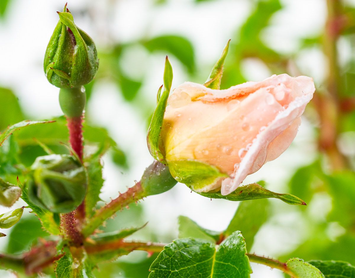 Bodendeckerrose Weiße Immensee - Rosa Weiße Immensee günstig kaufen