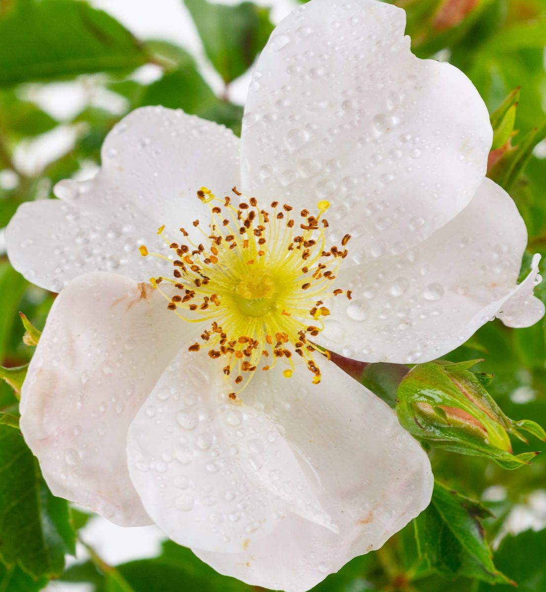 Bodendeckerrose Weiße Immensee - Rosa Weiße Immensee günstig kaufen