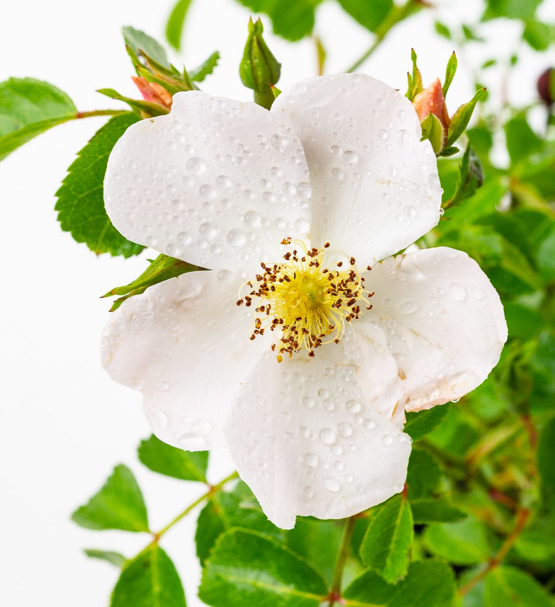 Bodendeckerrose Weiße Immensee - Rosa Weiße Immensee günstig kaufen