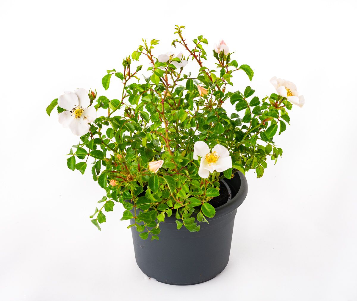 Bodendeckerrose Weiße Immensee - Rosa Weiße Immensee günstig kaufen