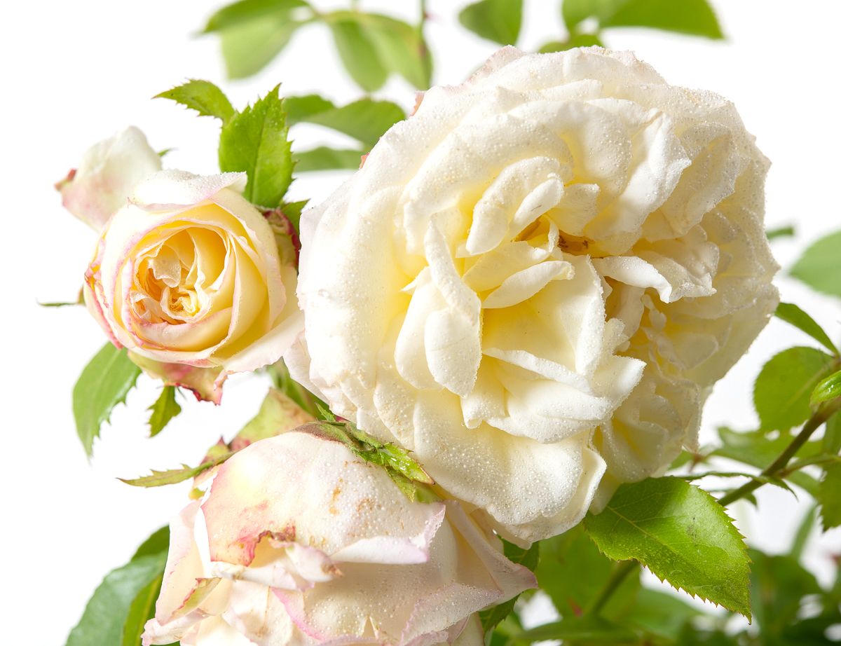 Edelrose Athena - Rosa Athena günstig kaufen