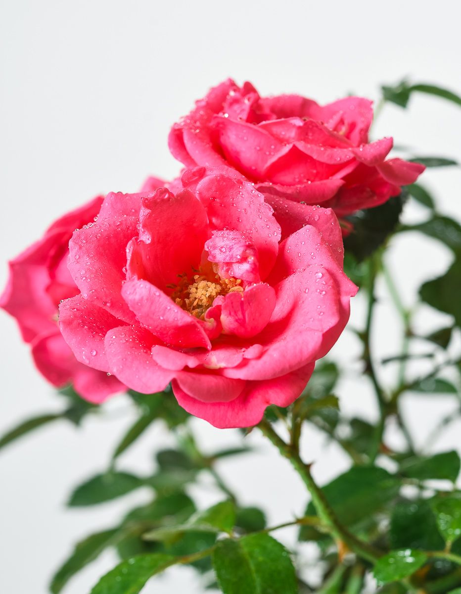 Rose Bella Rosa - Rosa Bella Rosa günstig kaufen