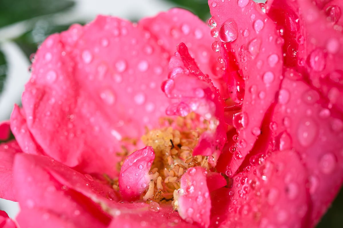 Rose Bella Rosa - Rosa Bella Rosa günstig kaufen