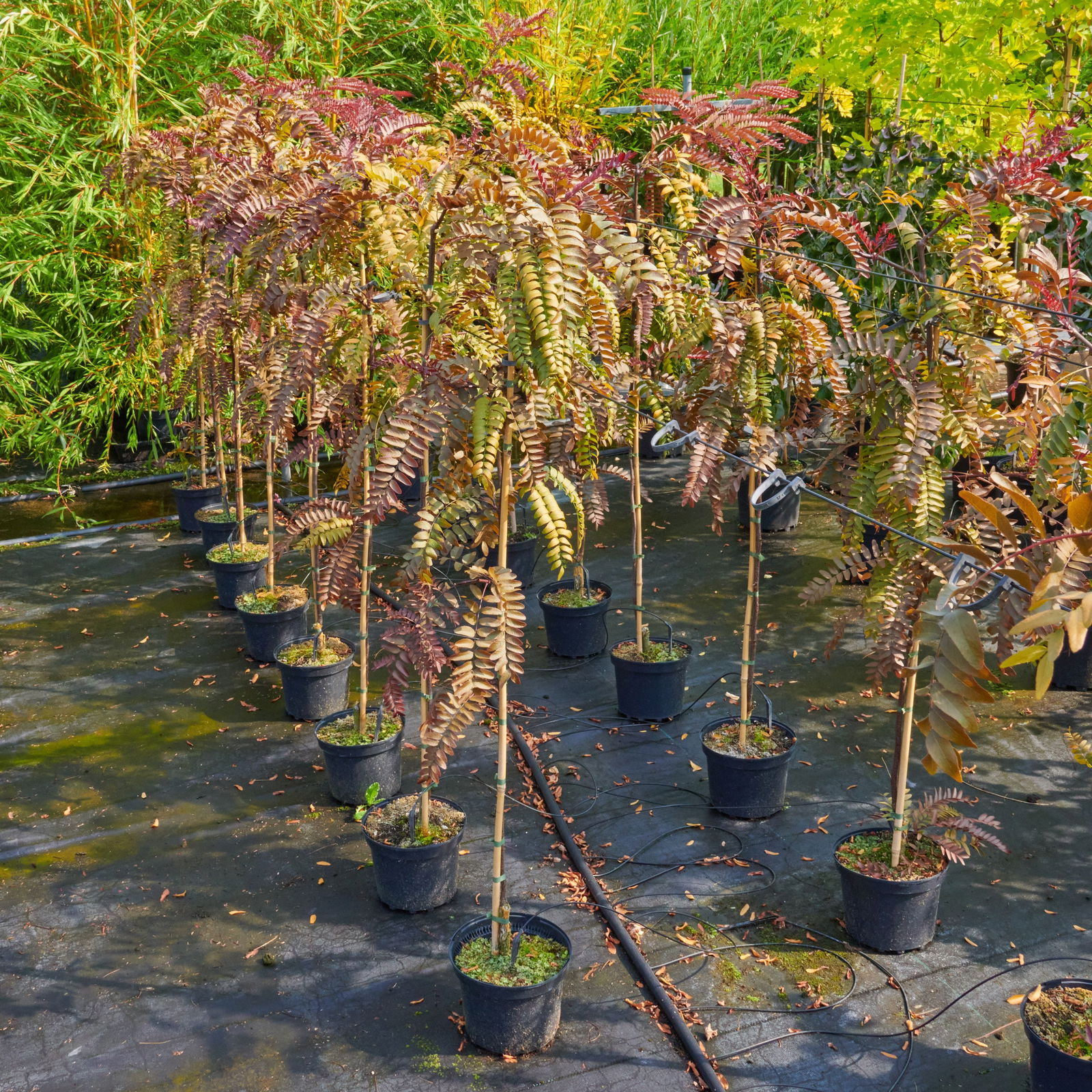 Lederhülsenbaum Rubylace - Gleditsia triacanthos Rubylace günstig kaufen
