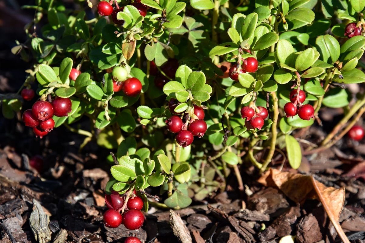 Heidelbeere Goldtraube - Vaccinium corymbosum Goldtraube günstig kaufen