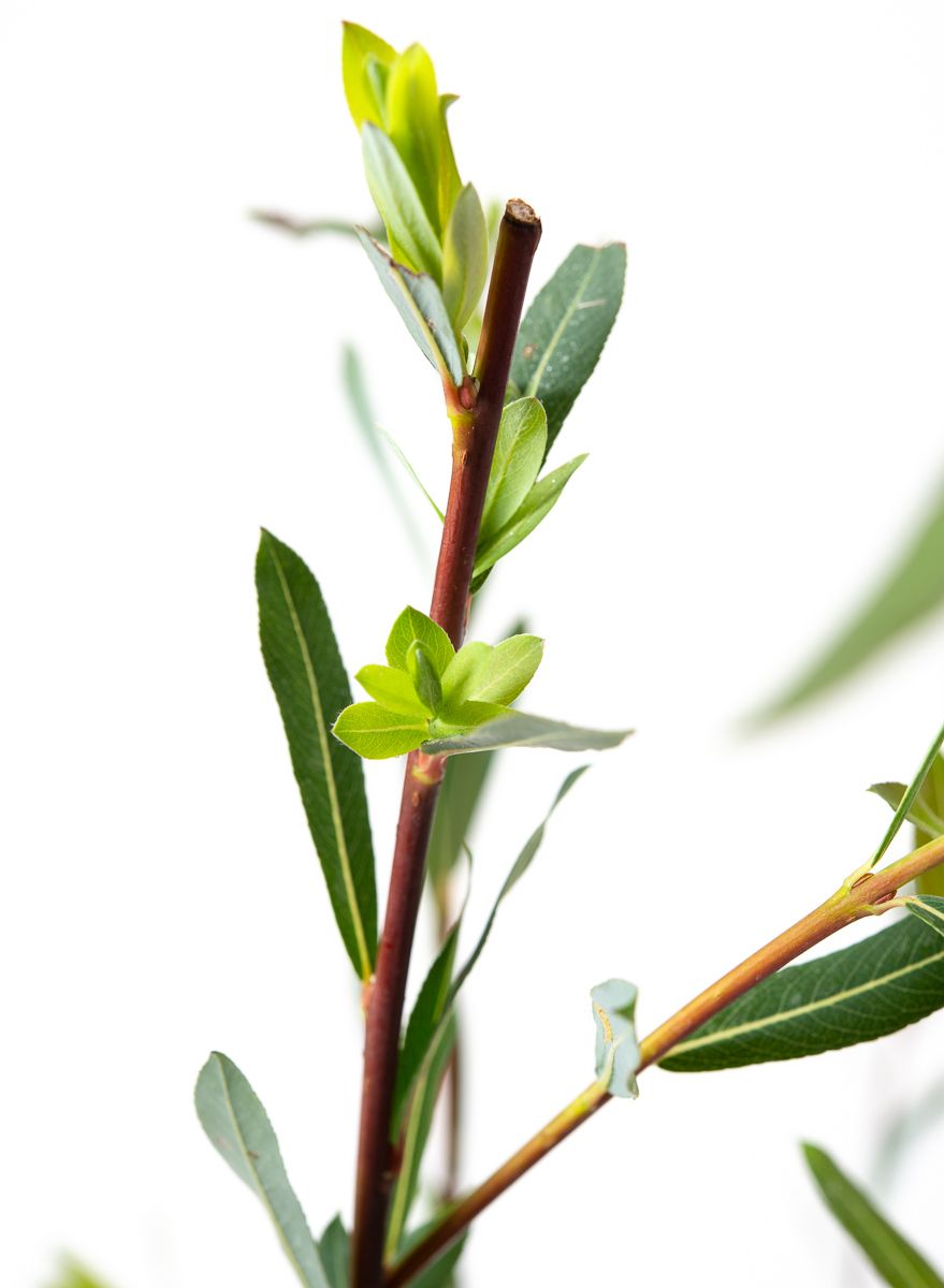 Hänge-Purpurweide - Salix purpurea Pendula günstig kaufen