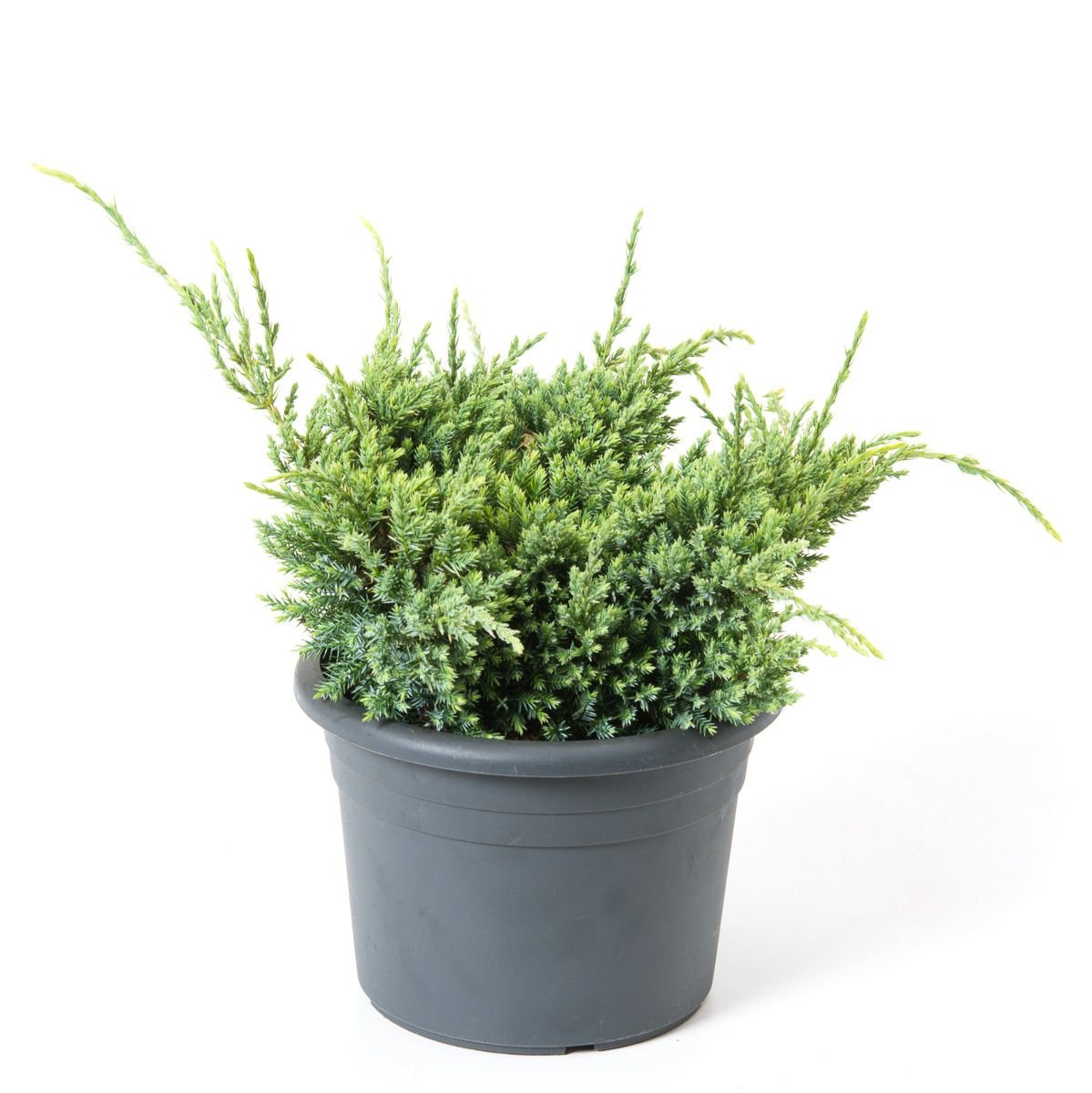 Zwergwacholder Holger - Juniperus squamata Holger günstig kaufen