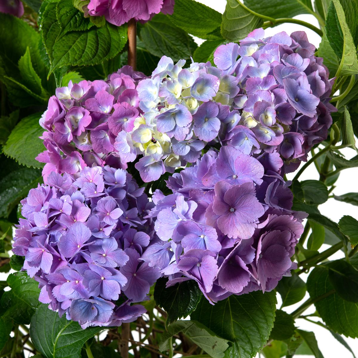 Hydrangea macrophylla Mathilda Gutges - Hydrangea macrophylla Mathilda ...