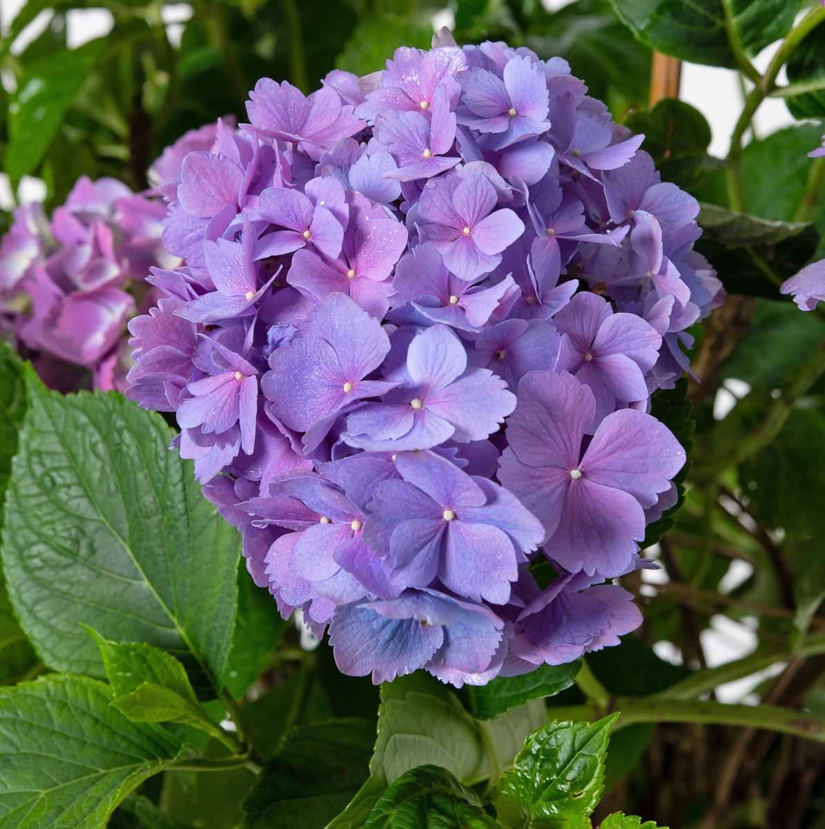 Hydrangea macrophylla Mathilda Gutges - Hydrangea macrophylla Mathilda ...