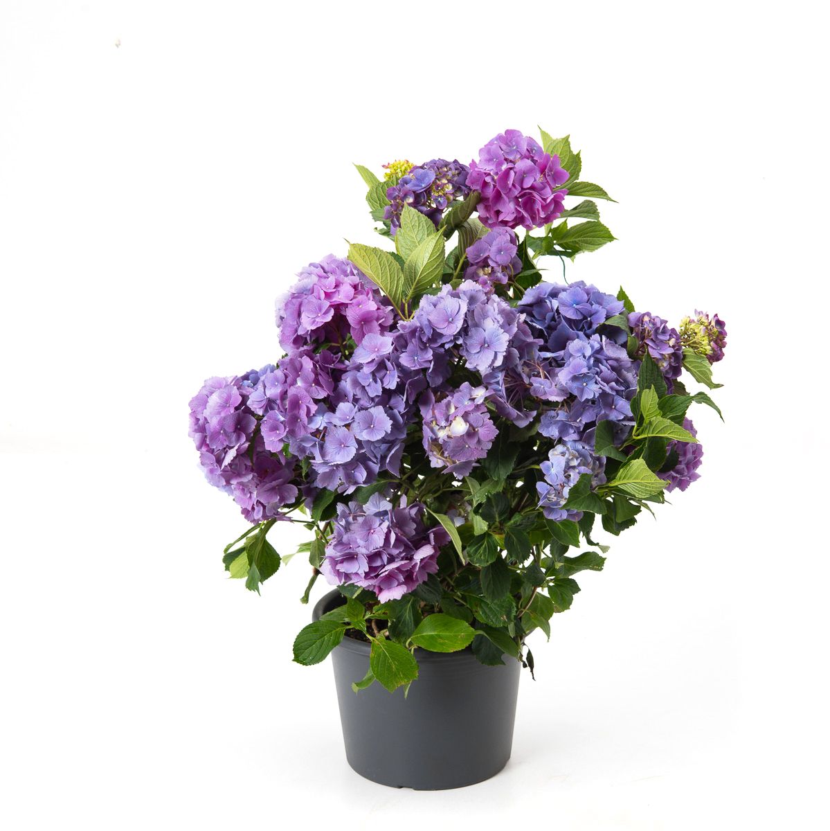 Hydrangea macrophylla Mathilda Gutges - Hydrangea macrophylla Mathilda ...