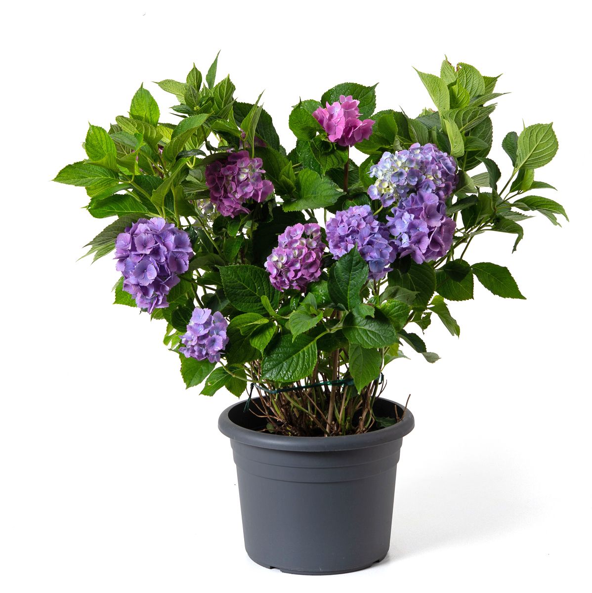 Hydrangea macrophylla Mathilda Gutges - Hydrangea macrophylla Mathilda ...