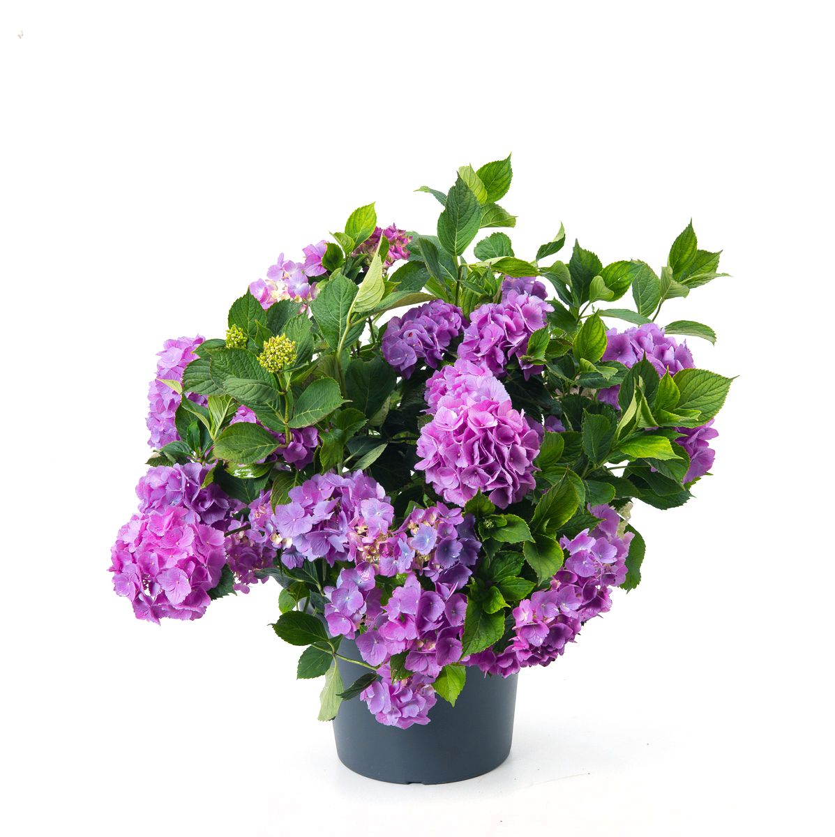 Hydrangea macrophylla Mathilda Gutges - Hydrangea macrophylla Mathilda ...