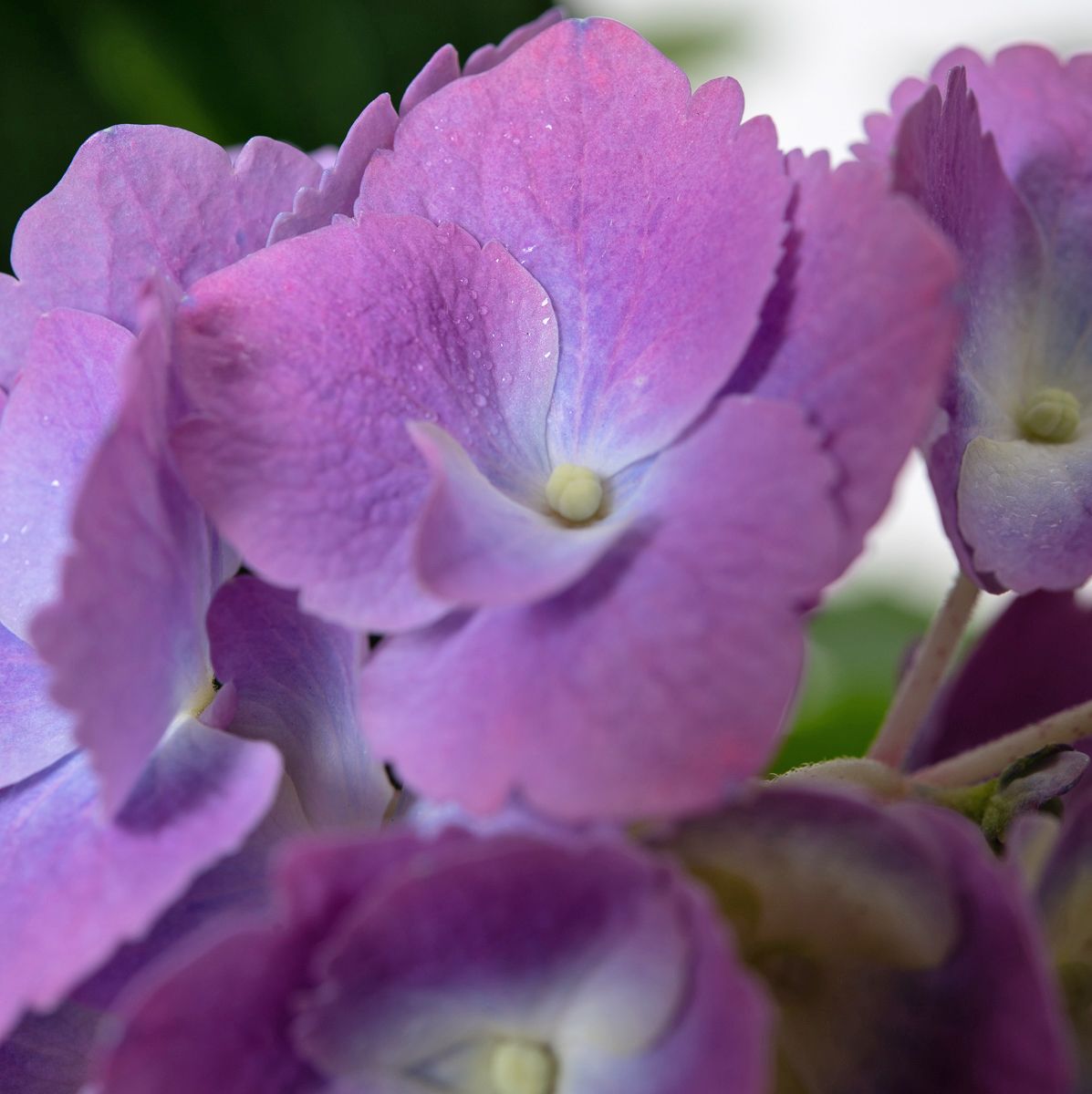 Hydrangea macrophylla Mathilda Gutges - Hydrangea macrophylla Mathilda ...