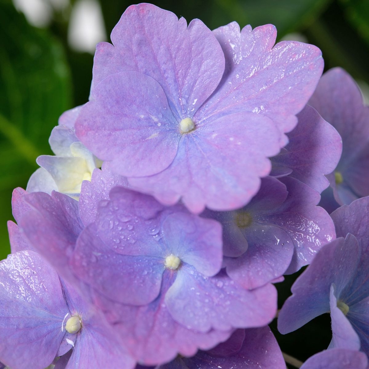 Hydrangea macrophylla Mathilda Gutges - Hydrangea macrophylla Mathilda ...