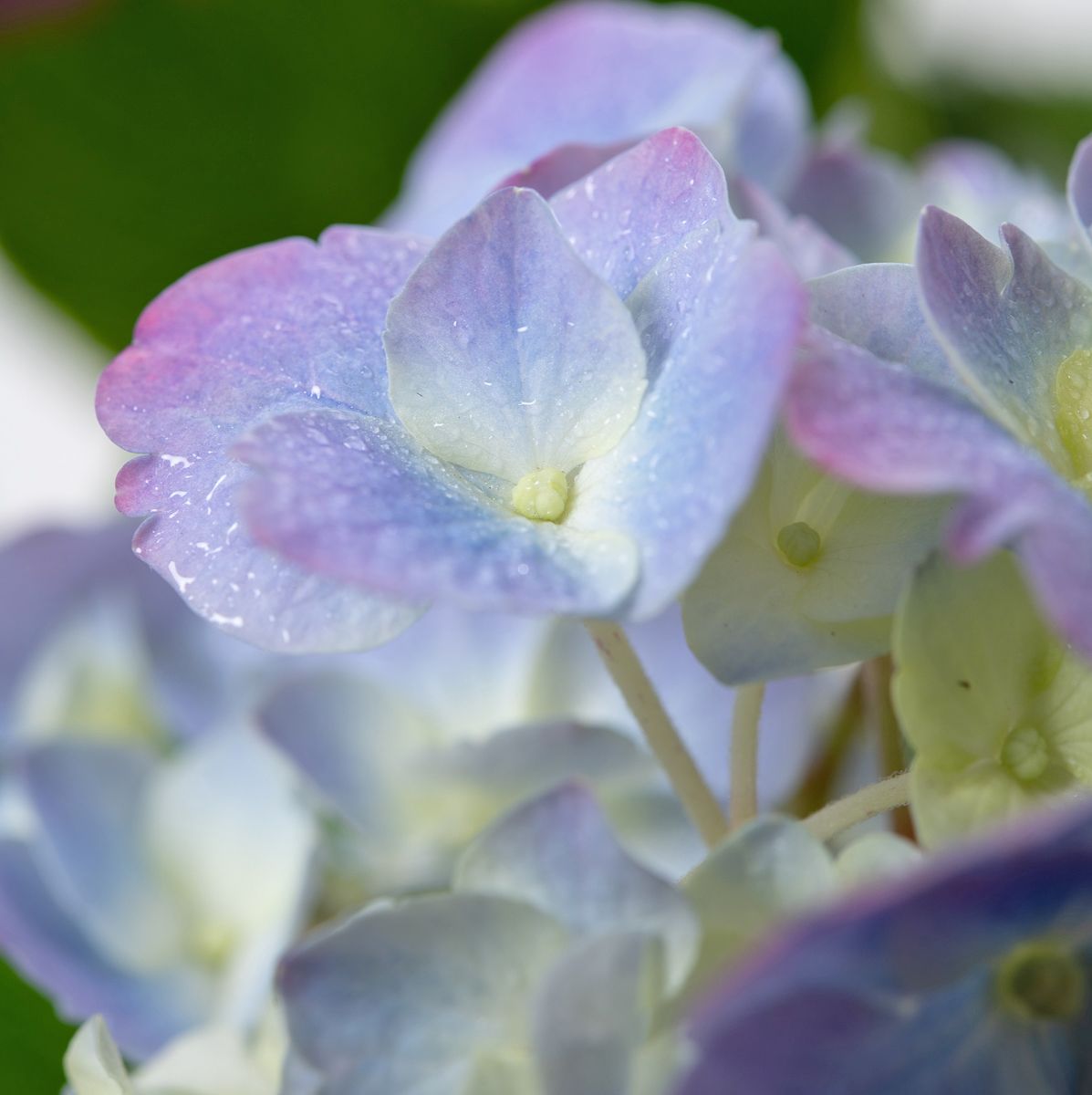 Hydrangea macrophylla Mathilda Gutges - Hydrangea macrophylla Mathilda ...