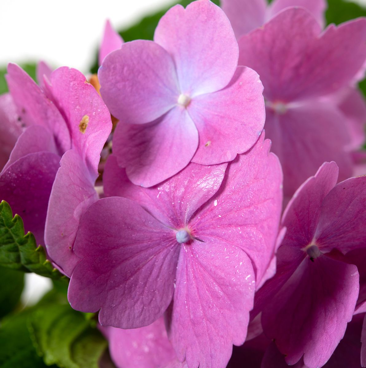 Hydrangea macrophylla Mathilda Gutges - Hydrangea macrophylla Mathilda ...