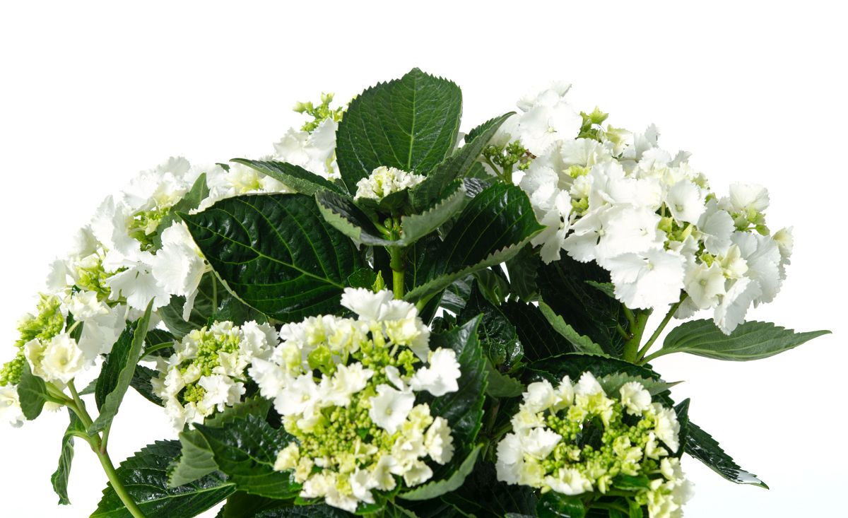Hortensie Rendez-Vous Choco Chic® - Hydrangea macrophylla Rendez-Vous Choco Chic® günstig kaufen