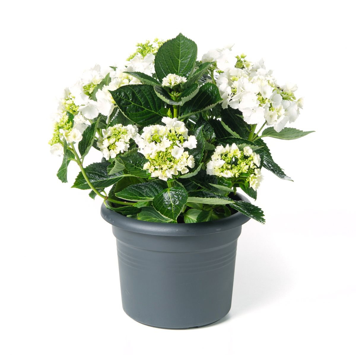 Hortensie Rendez-Vous Choco Chic® - Hydrangea macrophylla Rendez-Vous ...