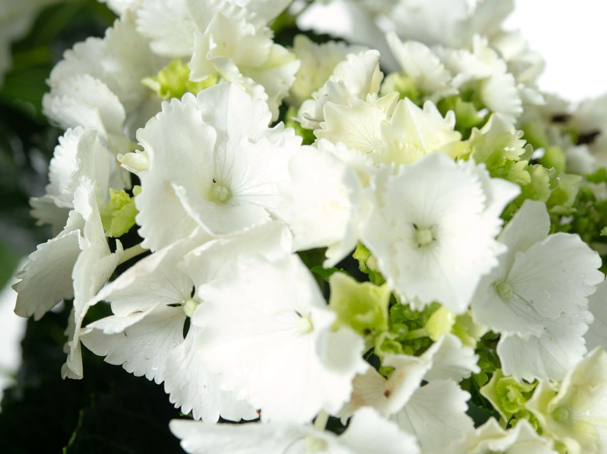 Hortensie Rendez-Vous Choco Chic® - Hydrangea macrophylla Rendez-Vous ...