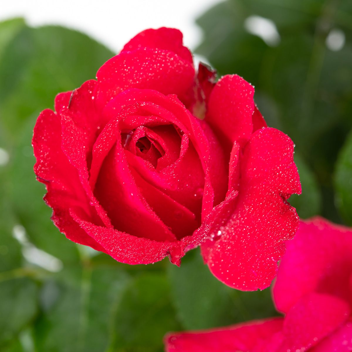 Rosa Hard Rock - Rosa Hard Rock günstig kaufen