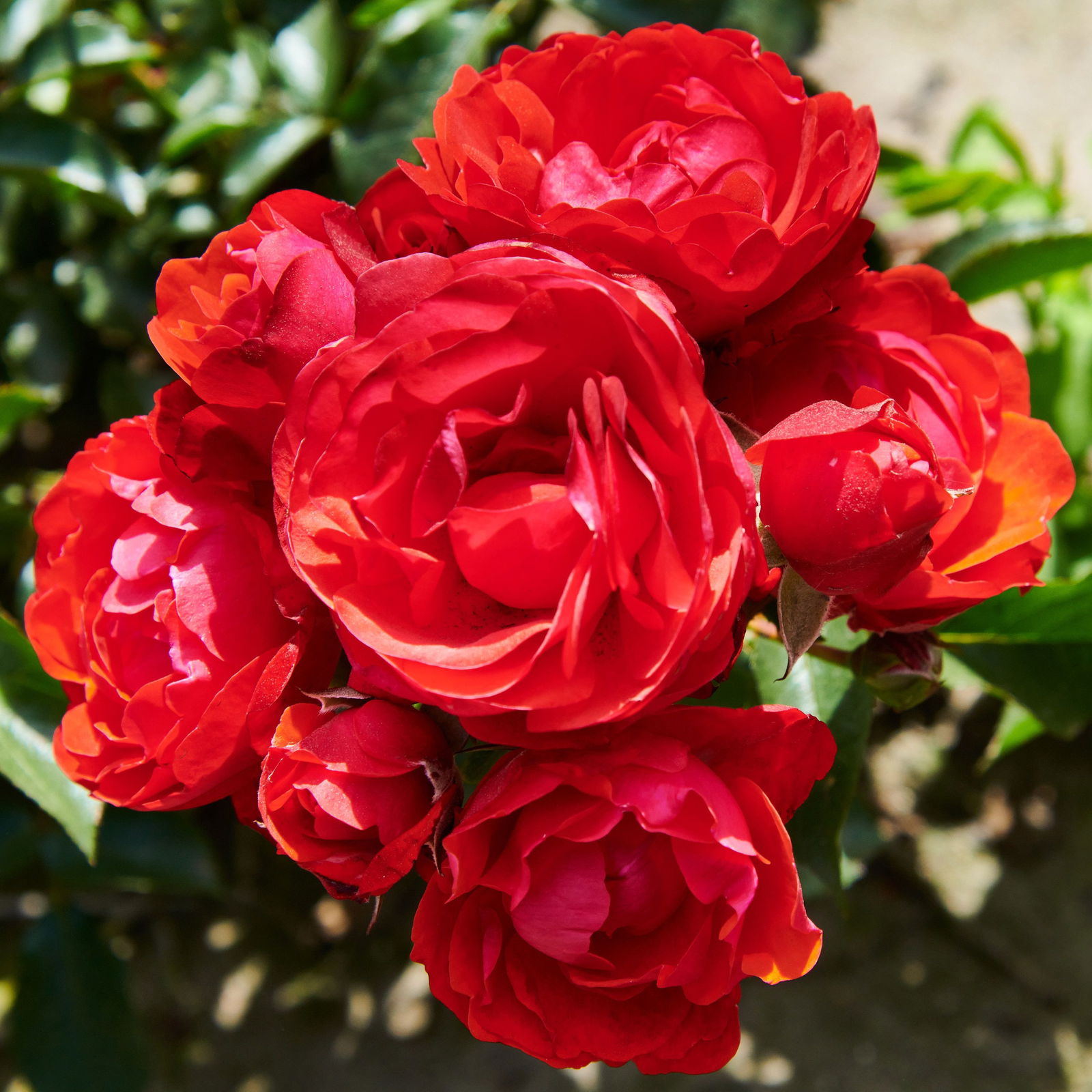 Rosa Red Maya - Rosa Red Maya günstig kaufen