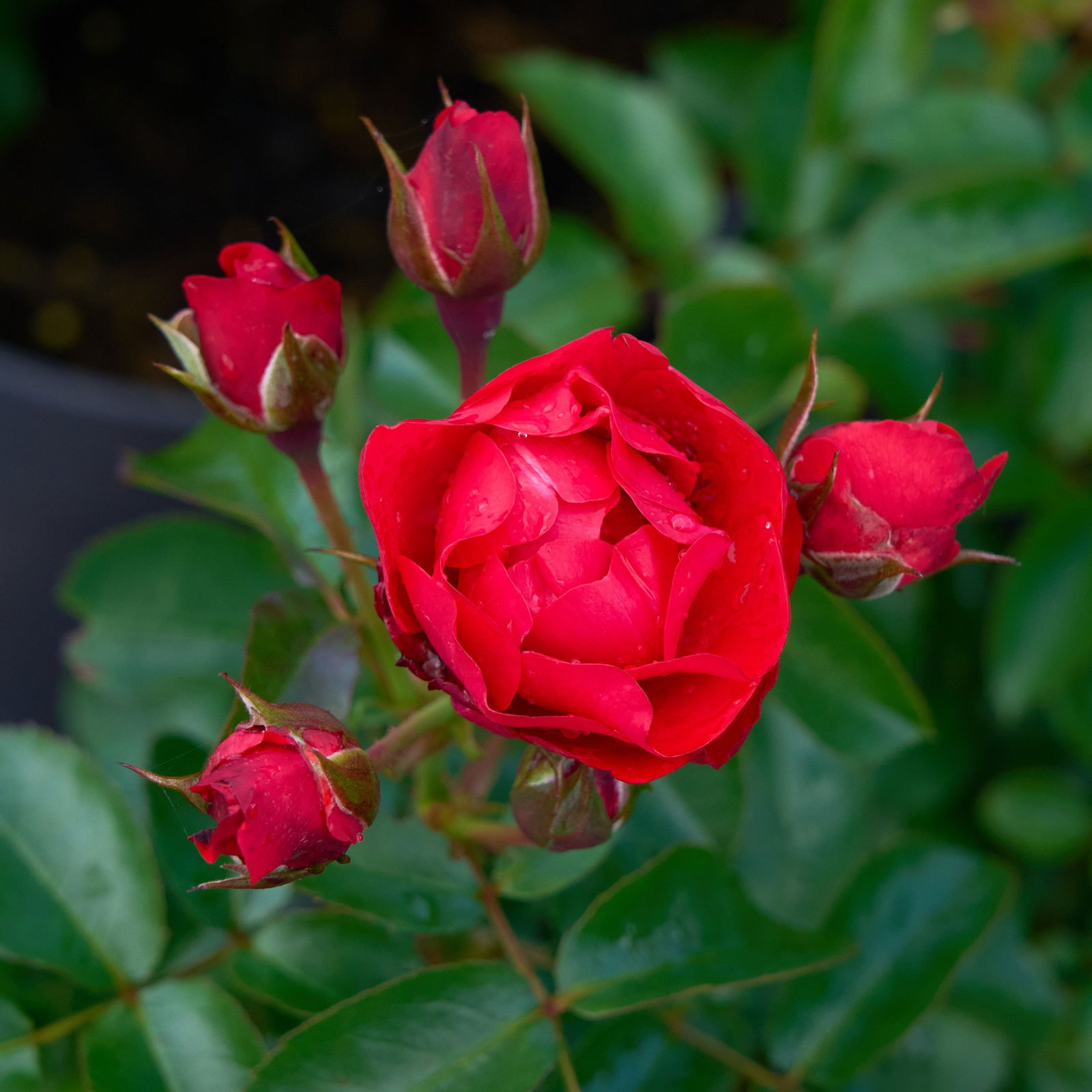 Rosa Red Maya - Rosa Red Maya günstig kaufen