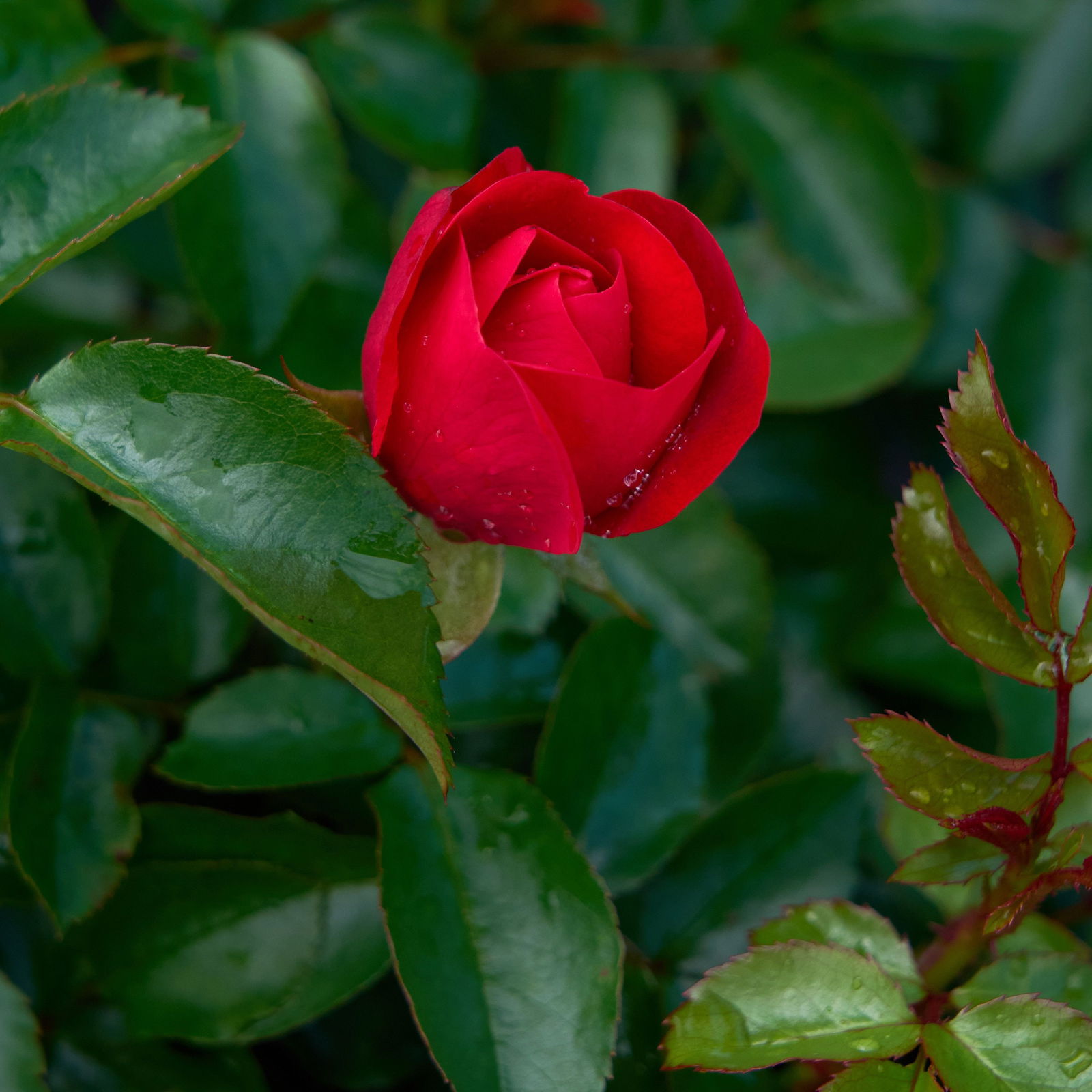 Rosa Red Maya - Rosa Red Maya günstig kaufen