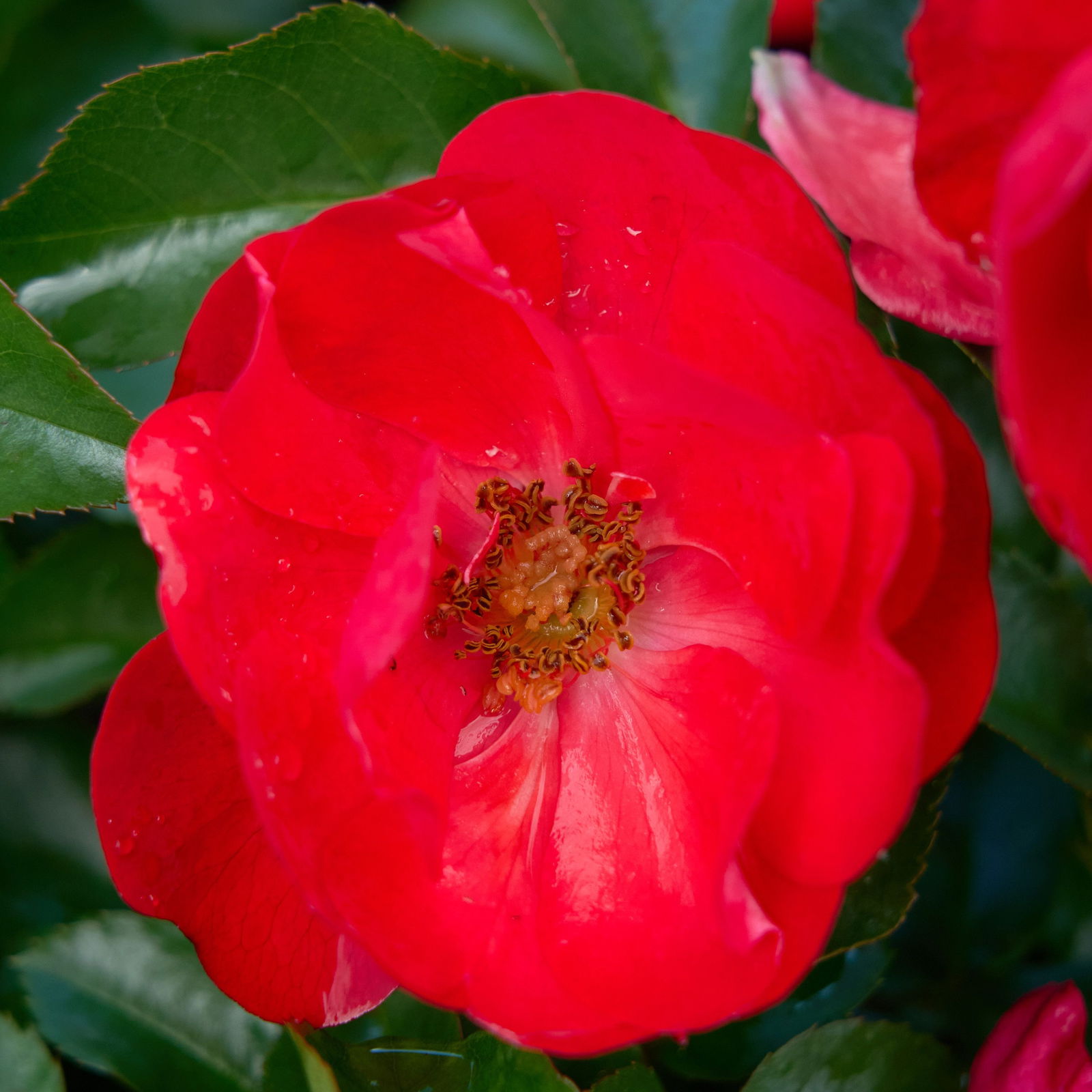 Rosa Red Maya - Rosa Red Maya günstig kaufen