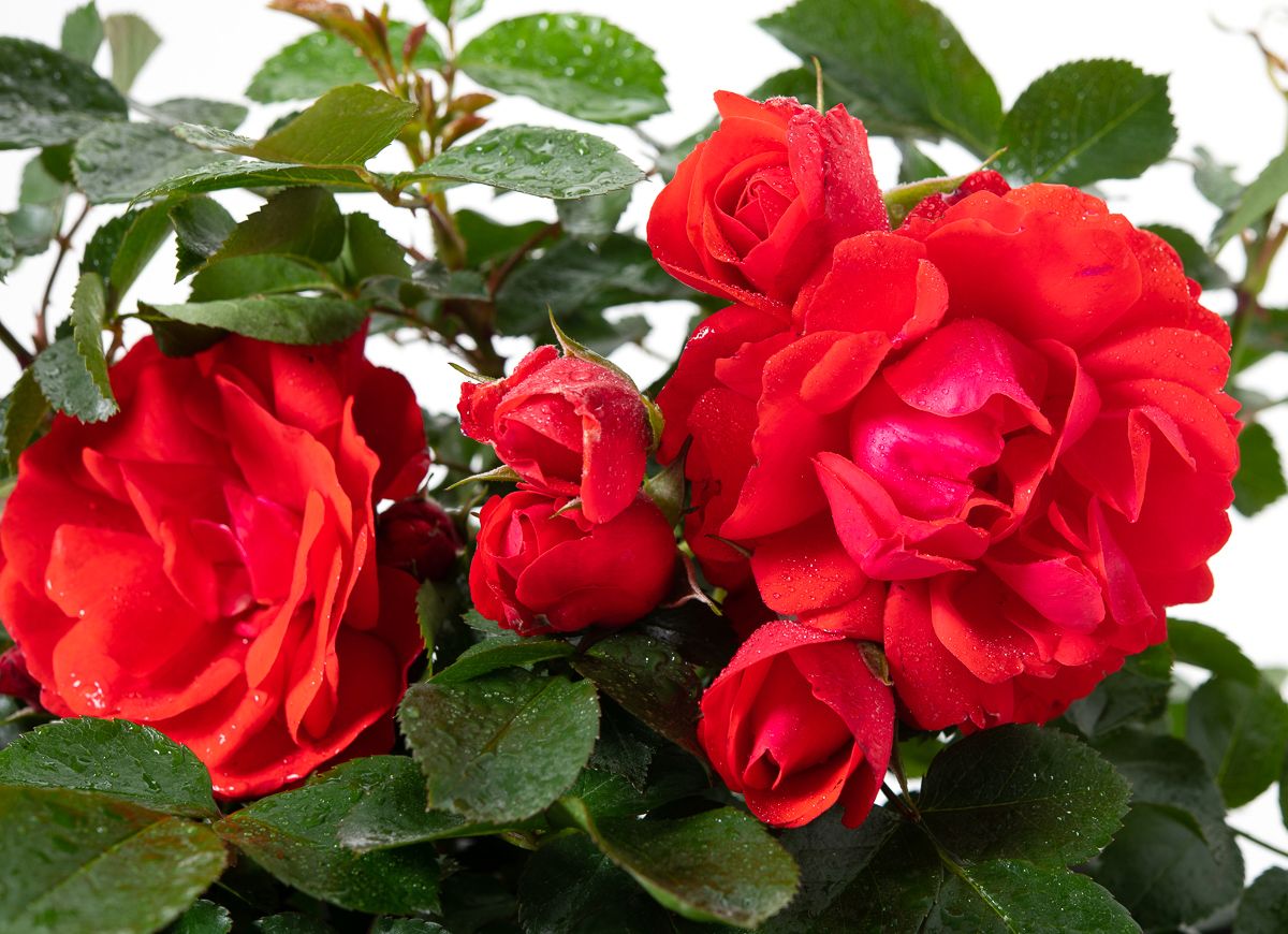 Rosa Red Maya - Rosa Red Maya günstig kaufen