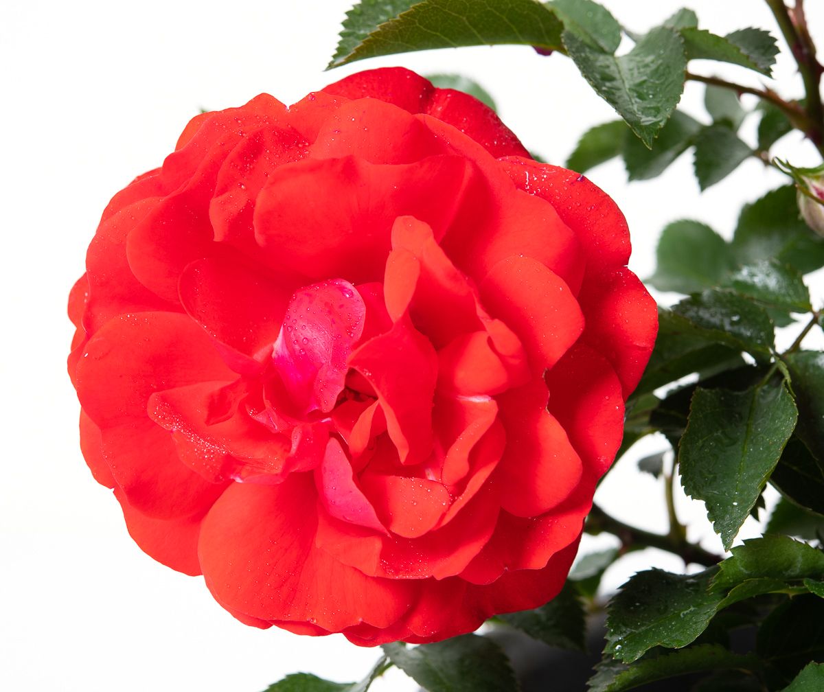 Rosa Red Maya - Rosa Red Maya günstig kaufen