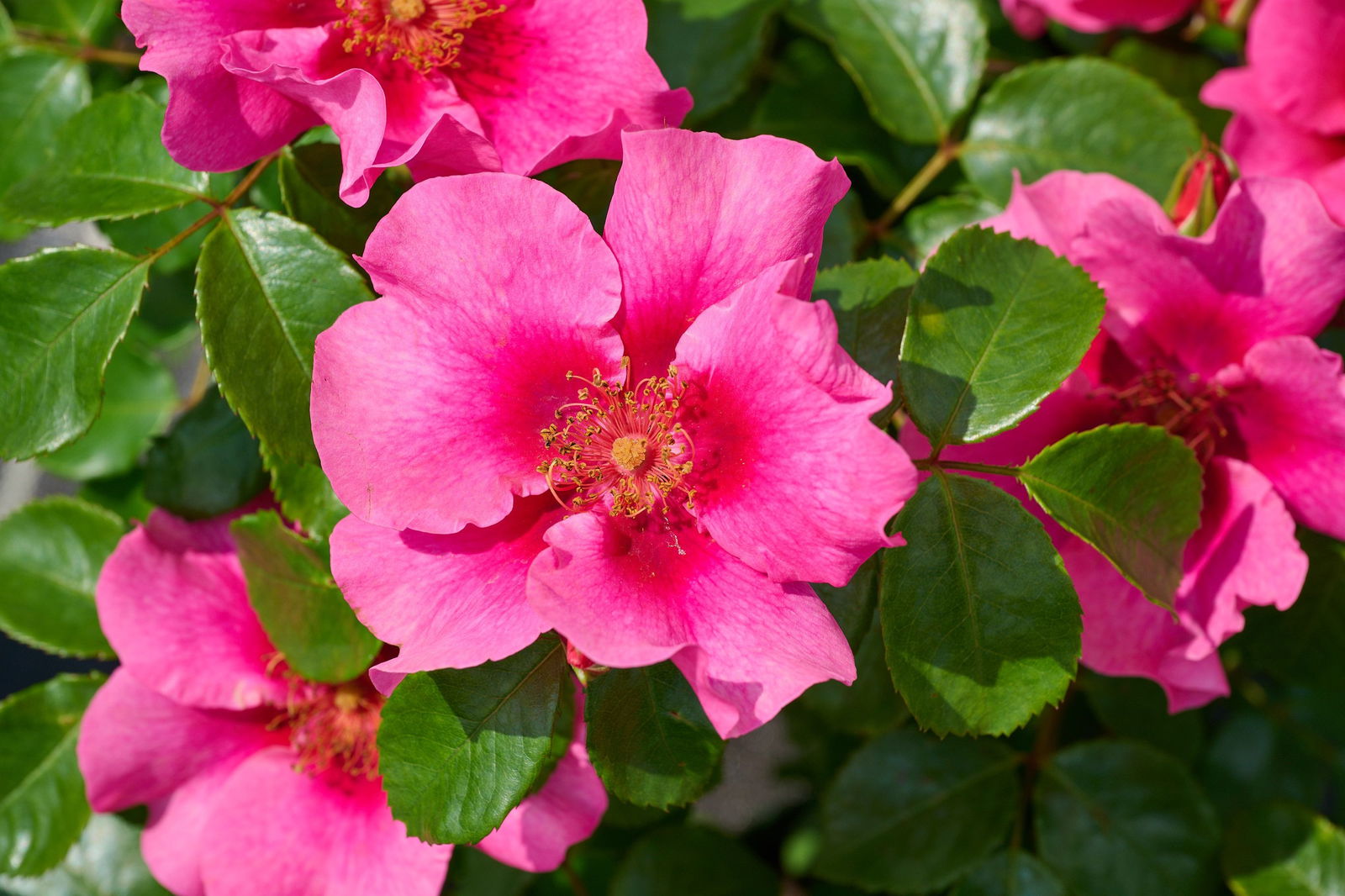 Rose See you in Pink - Rosa See you in Pink günstig kaufen