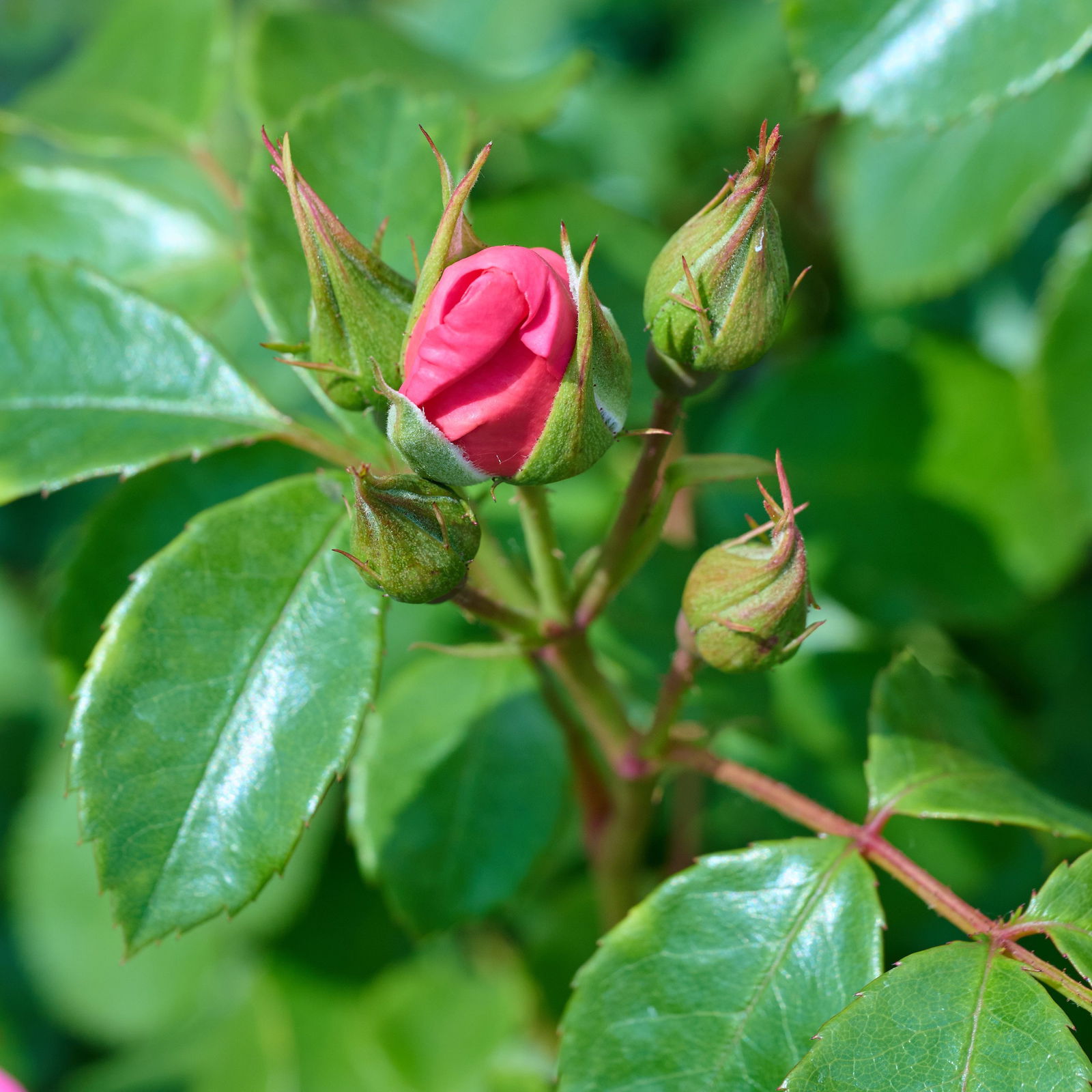 Rose See you in Pink - Rosa See you in Pink günstig kaufen