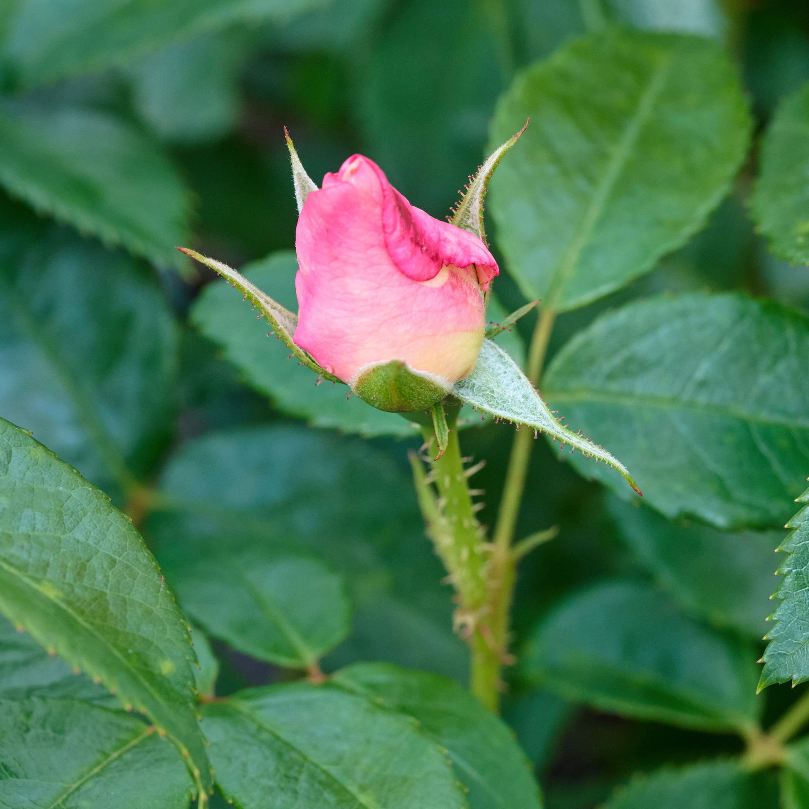 Rose SEE YOU® in Red - Rosa SEE YOU® in Red günstig kaufen