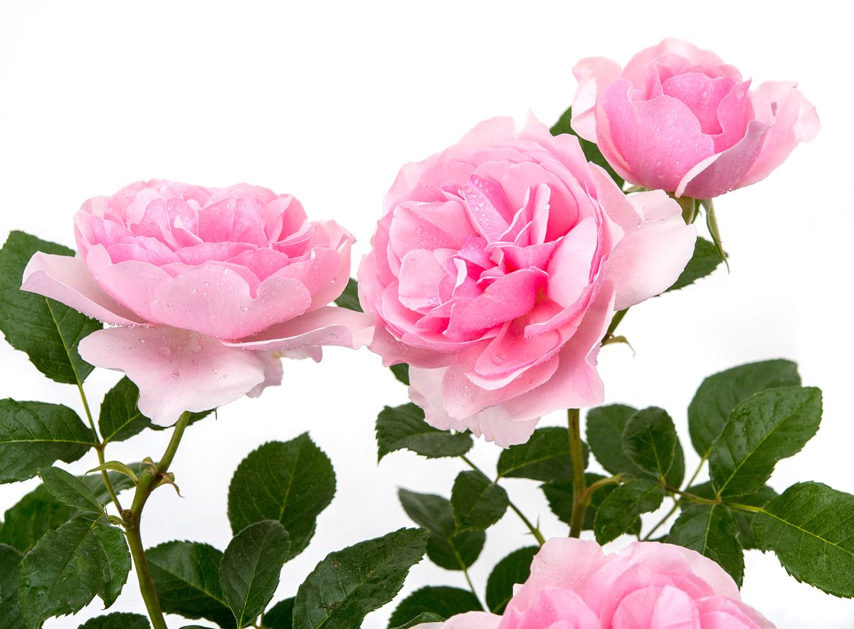 Rosa Natasha Richardson - Rosa Natasha Richardson günstig kaufen