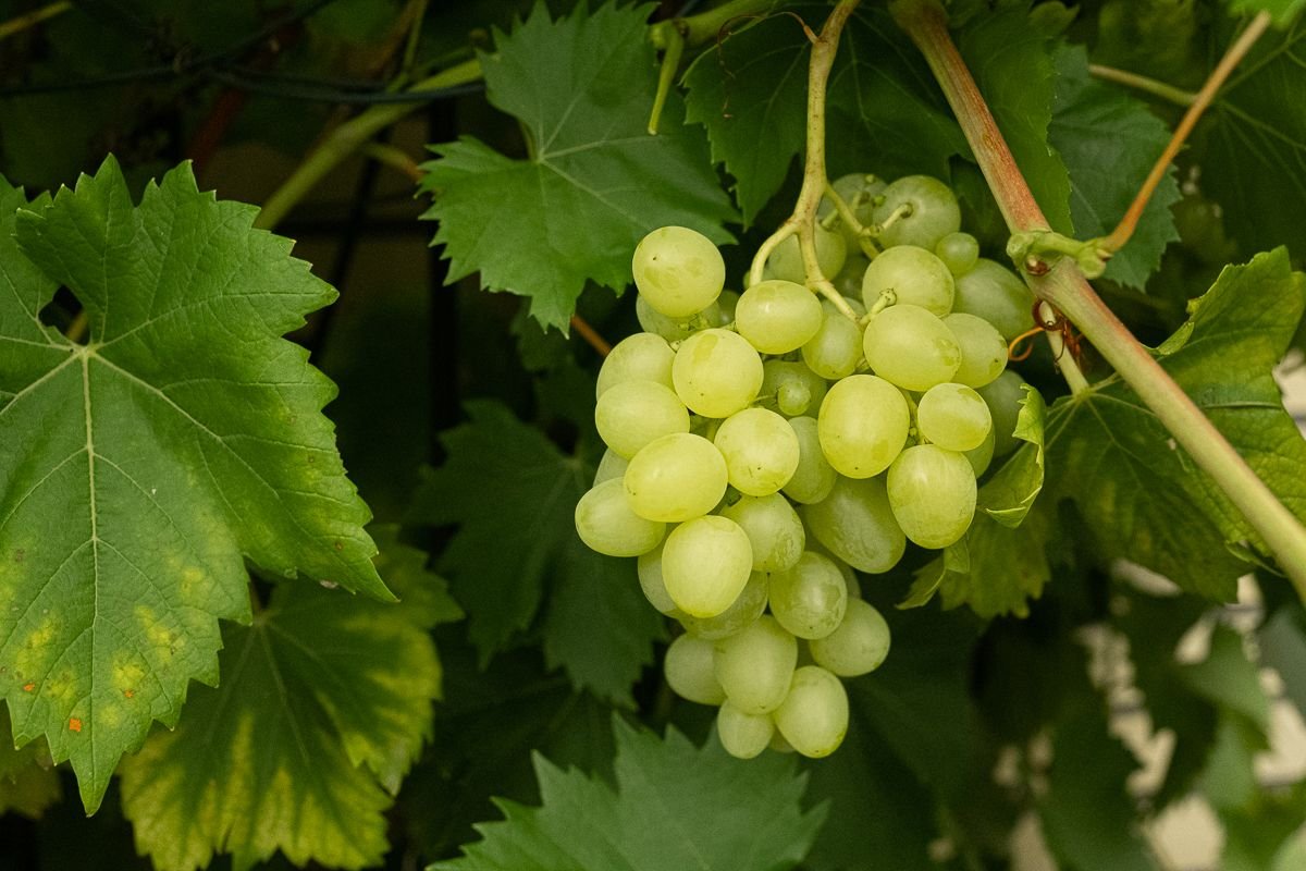 Vitis Muscat Bleu - Tafeltraube Muscat Bleu | jetzt günstig online ...