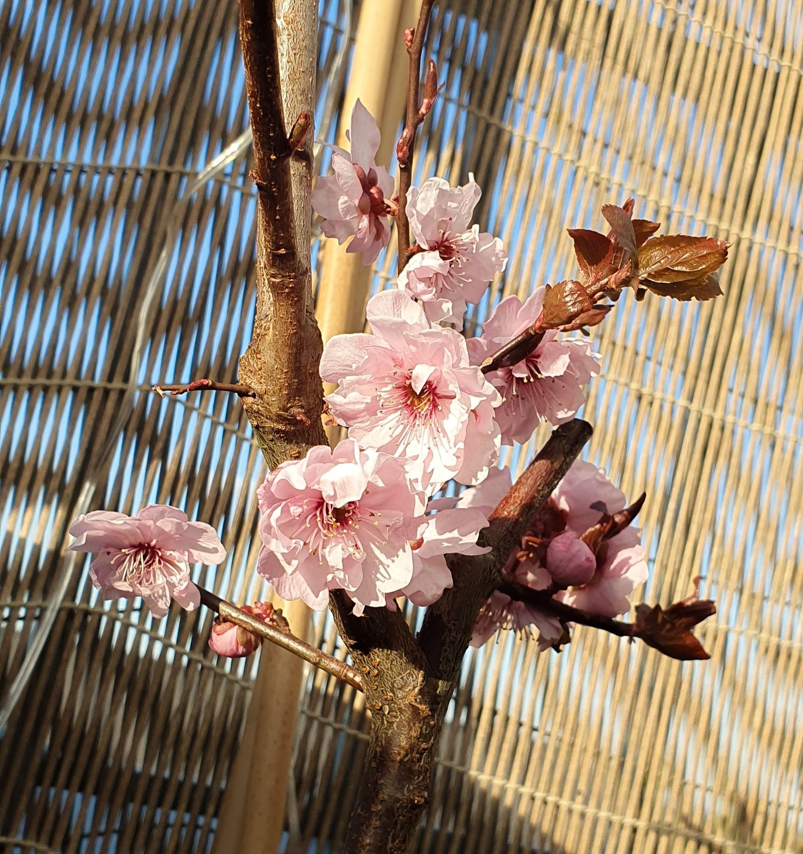 Zierpflaume Kirschpflaume - Prunus cerasifera Pleniflora günstig kaufen