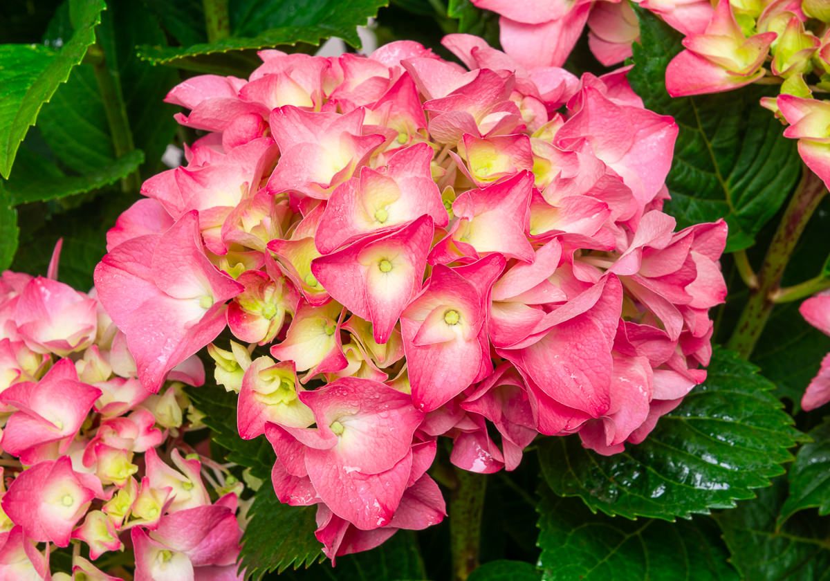 Bauernhortensie Red Baron - Hydrangea macrophylla Red Baron günstig kaufen