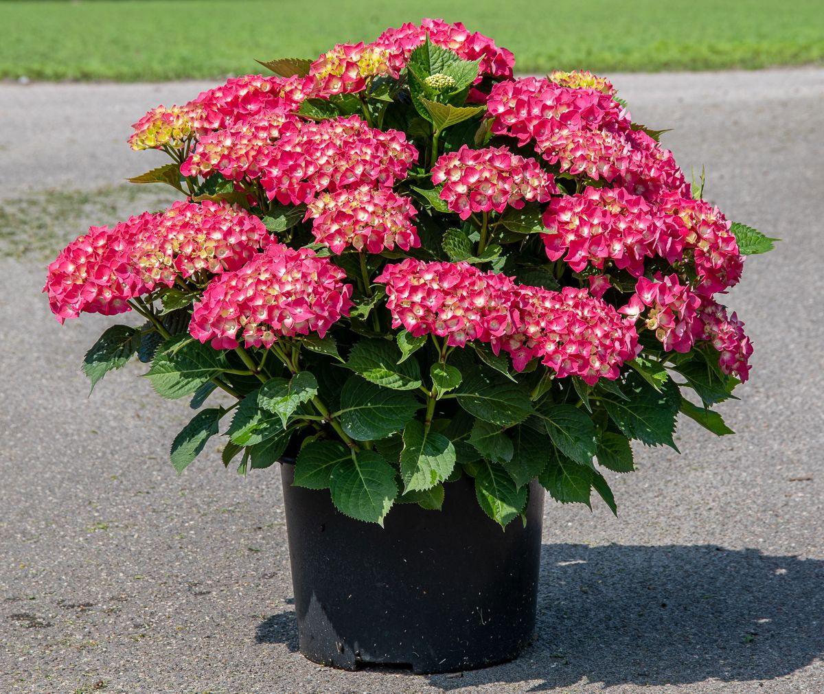 Bauernhortensie Red Baron - Hydrangea macrophylla Red Baron günstig kaufen
