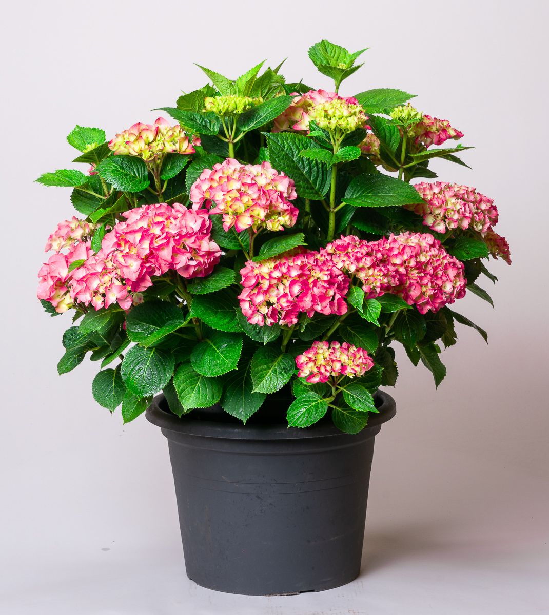Bauernhortensie Red Baron - Hydrangea macrophylla Red Baron günstig kaufen