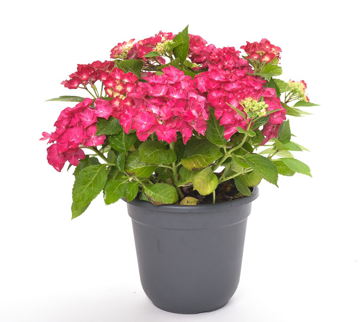 Bauernhortensie Red Baron - Hydrangea macrophylla Red Baron günstig kaufen