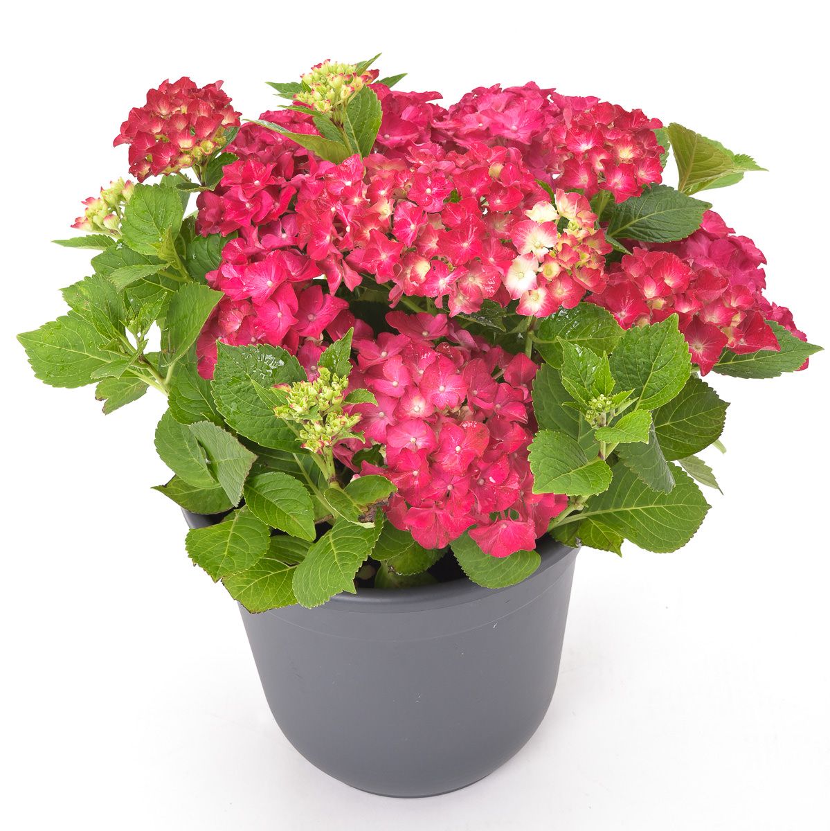 Bauernhortensie Red Baron - Hydrangea macrophylla Red Baron günstig kaufen