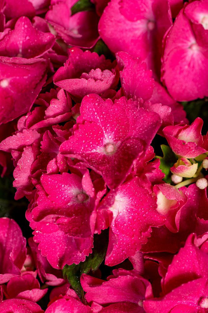 Bauernhortensie Red Baron - Hydrangea macrophylla Red Baron günstig kaufen