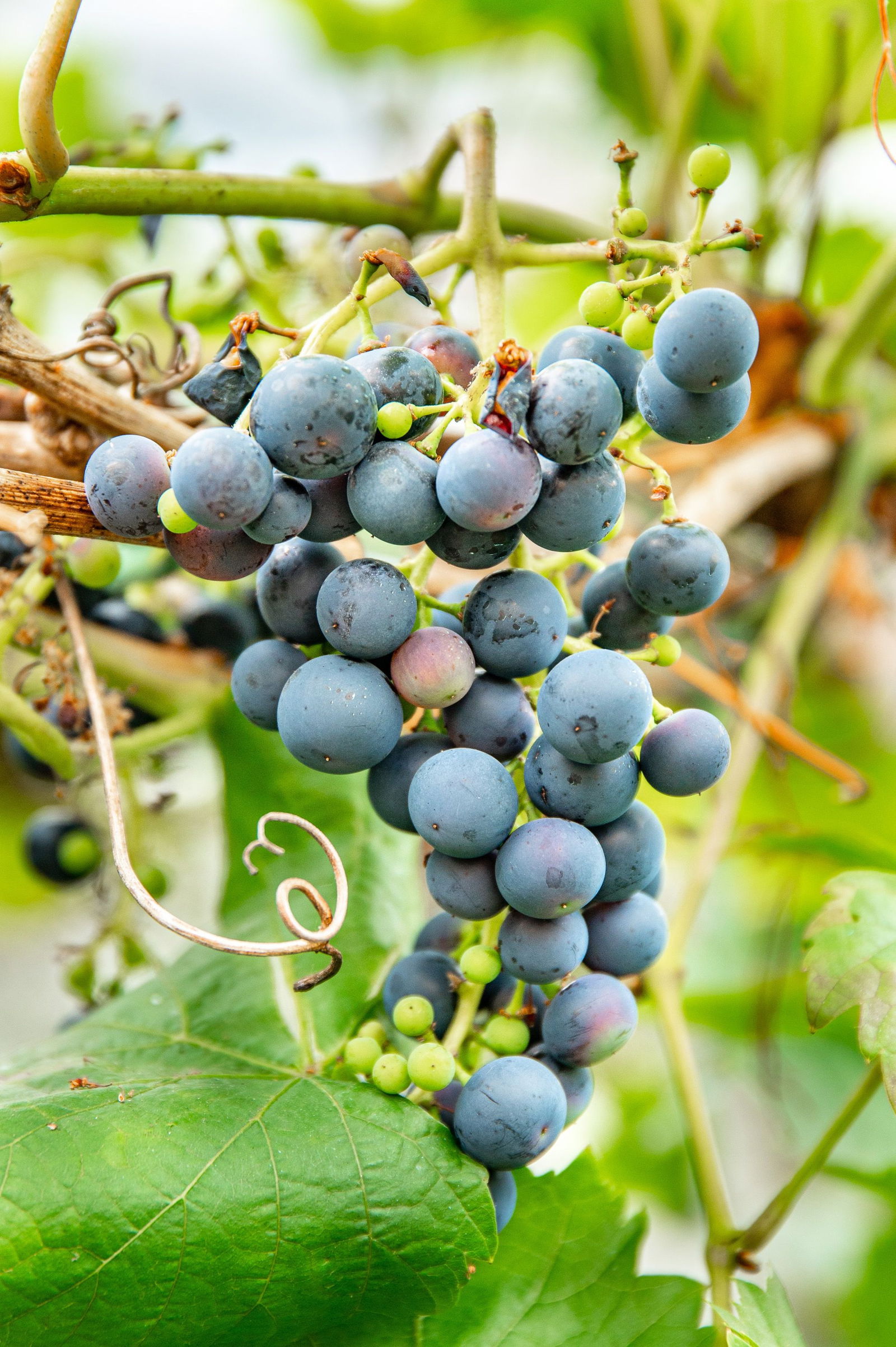 Vitis Muscat Bleu - Tafeltraube Muscat Bleu | jetzt günstig online ...