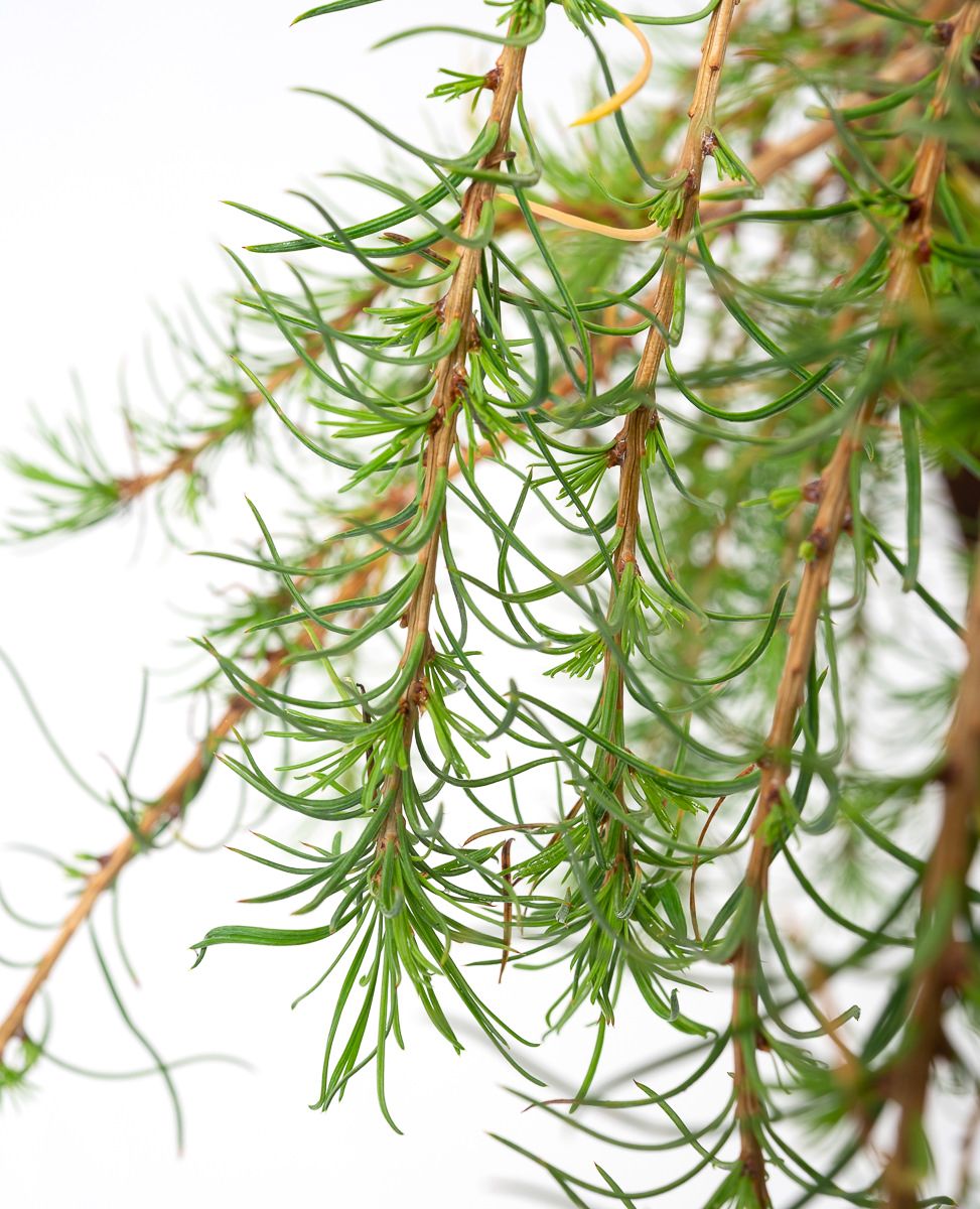 Europäische Lärche - Larix decidua günstig online kaufen