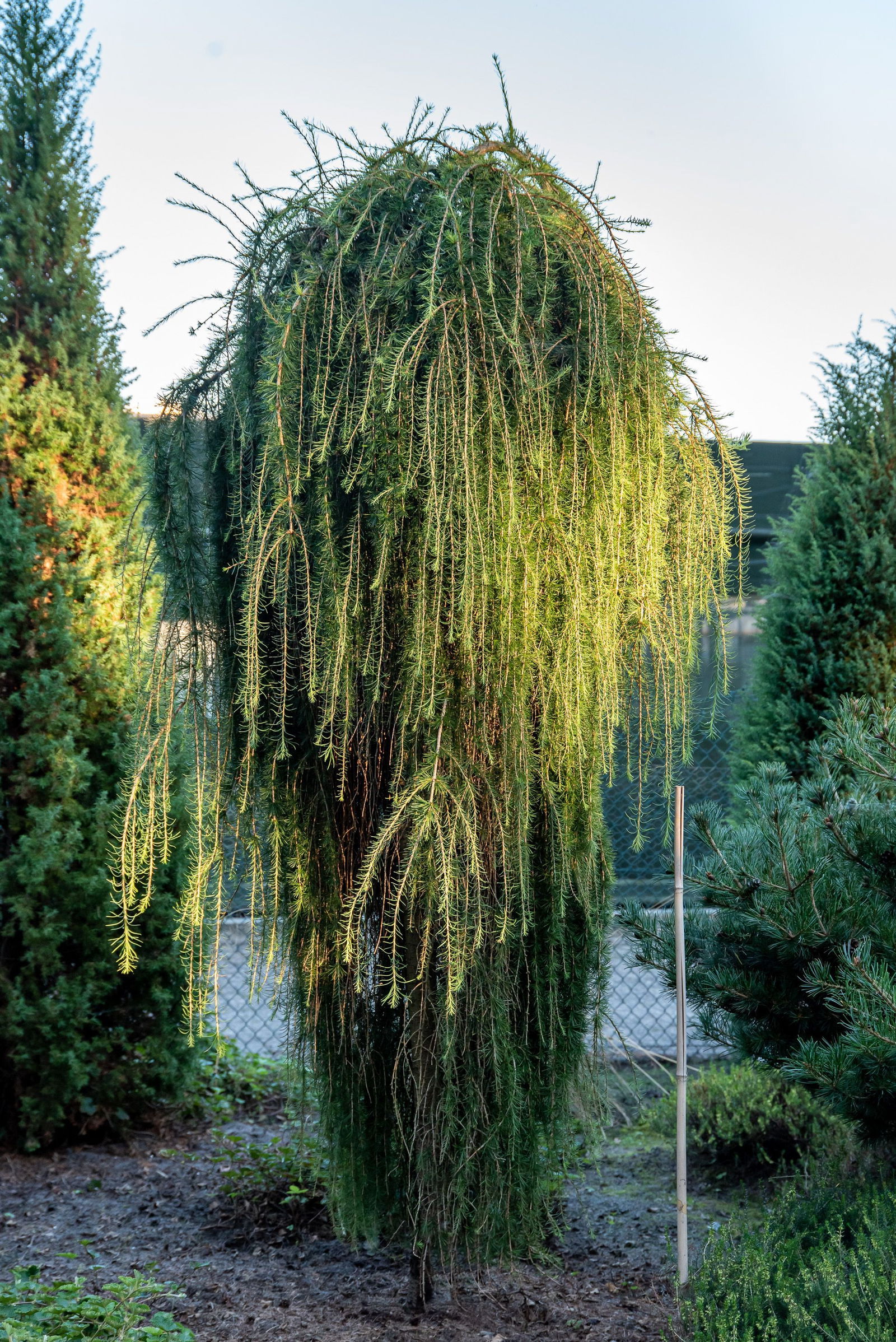 Lärche Puli - Larix decidua Puli günstig kaufen