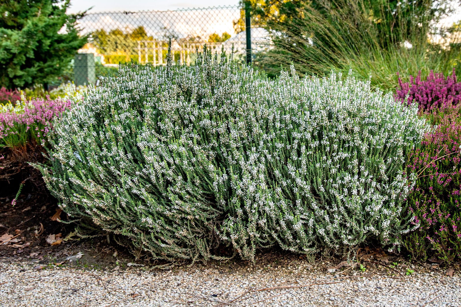 Knospenheide Garden Girls® Alicia - Calluna vulgaris Garden Girls ...