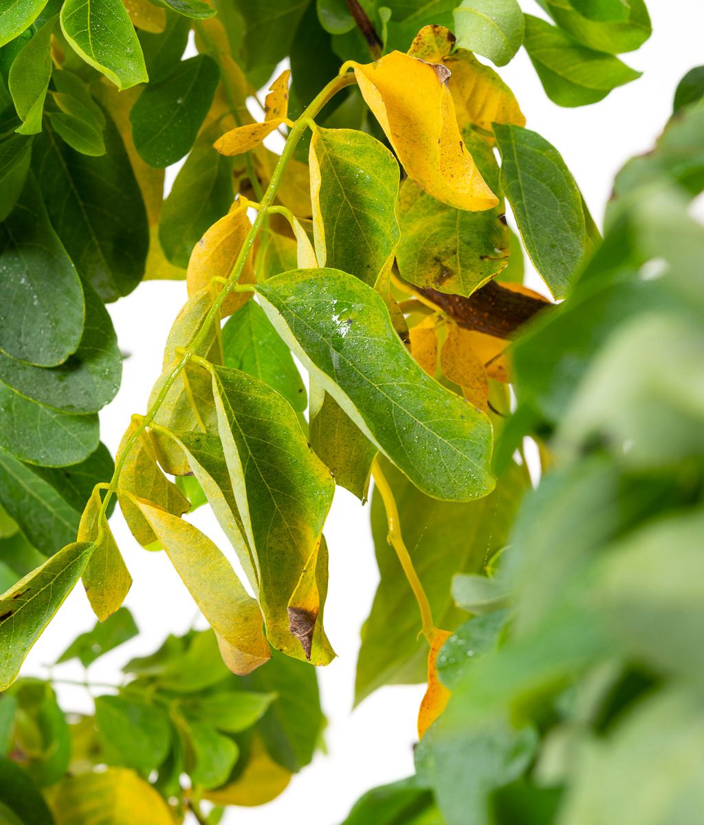 Borstenrobinie - Robinia hispida Macrophylla günstig kaufen